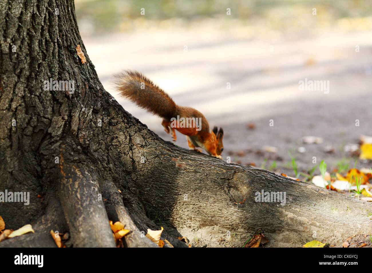 squirrel jumps in the autumn forest Stock Photo - Alamy