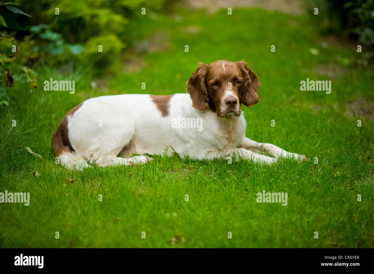 Portrait springer spaniel lying down hi-res stock photography and ...