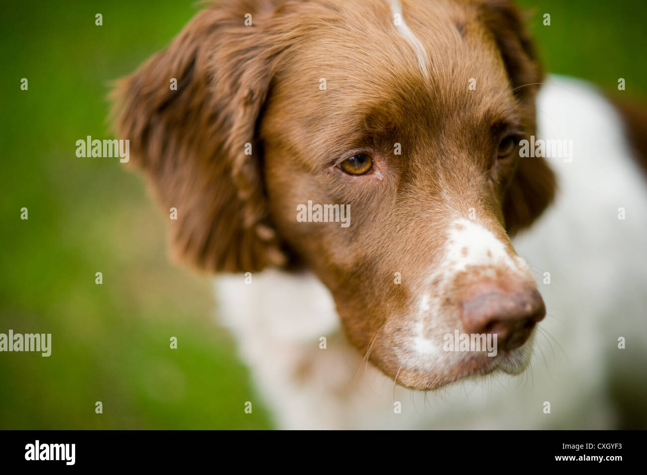 Springer spaniel hi-res stock photography and images - Alamy