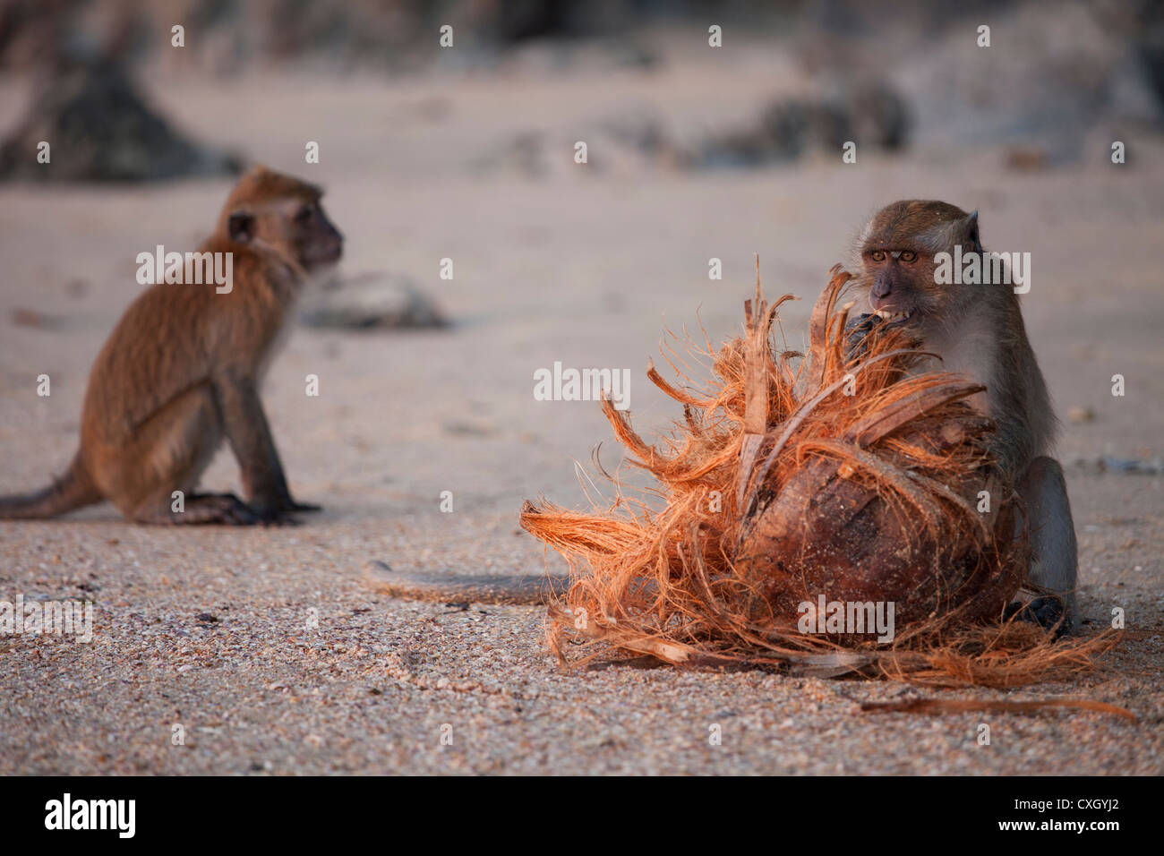 Coconut monkeys hi-res stock photography and images - Alamy