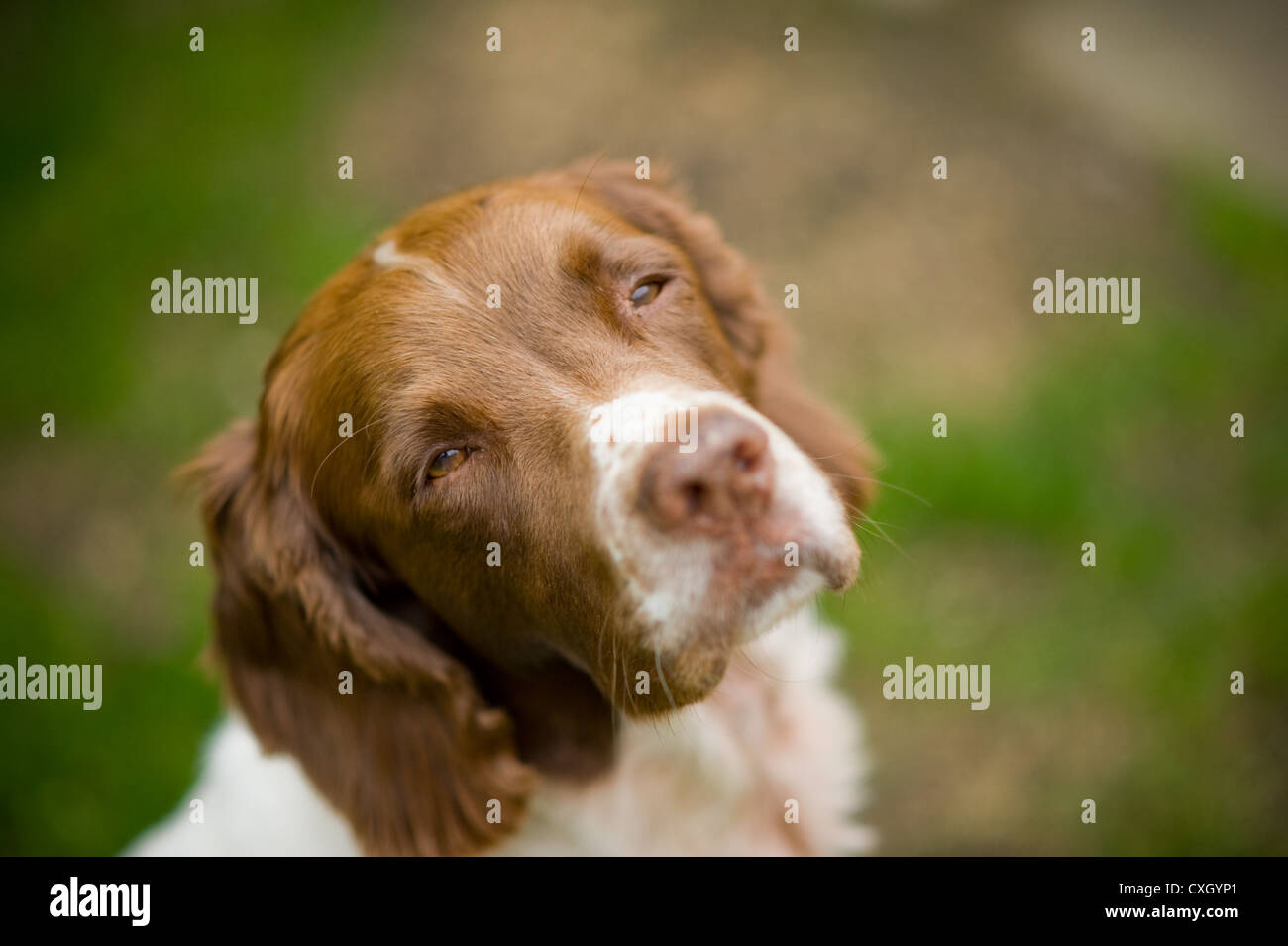 A tan (brown) and white English Springer Spaniel dog Stock Photo - Alamy