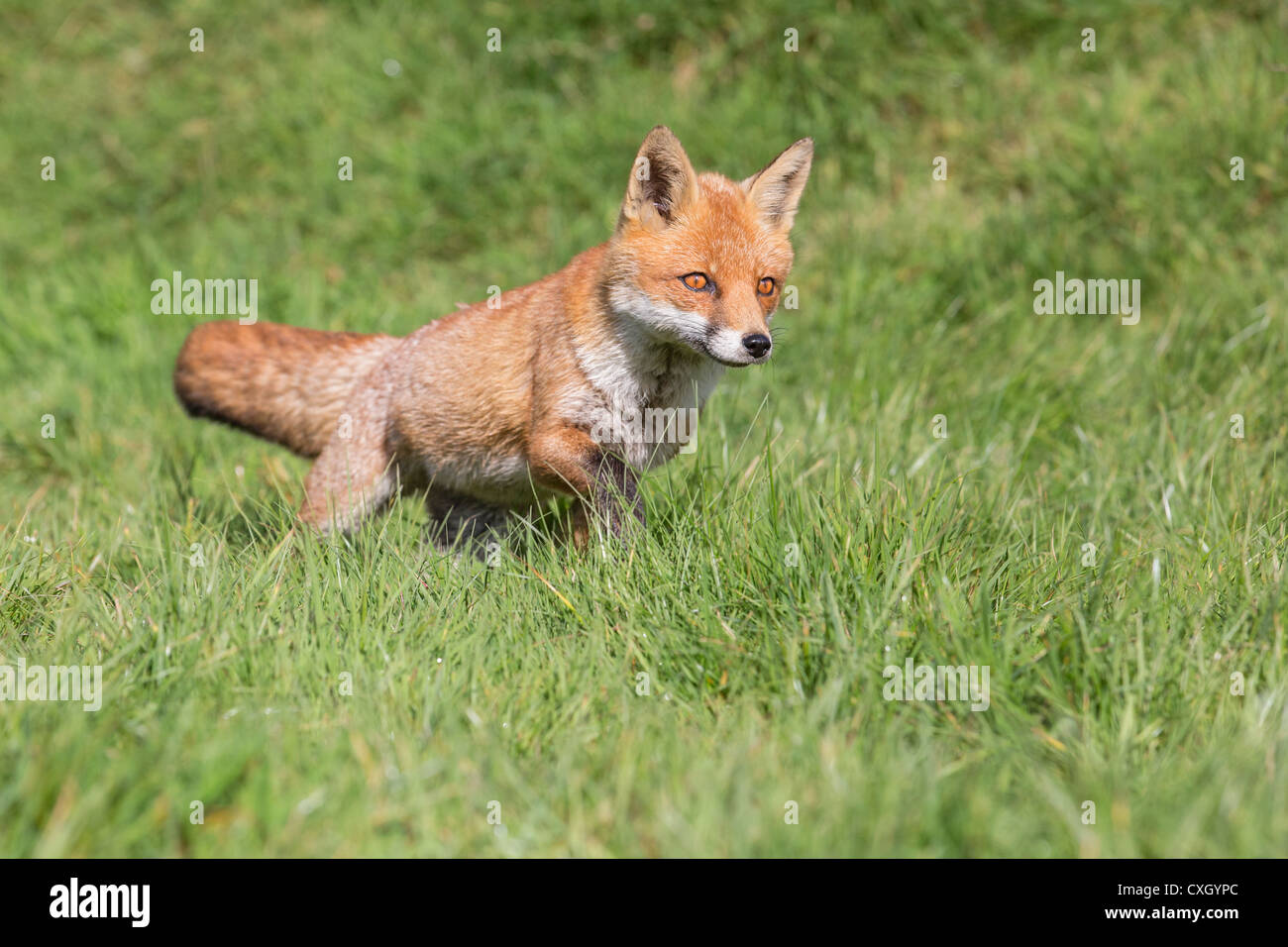 Red fox leaping hi-res stock photography and images - Alamy