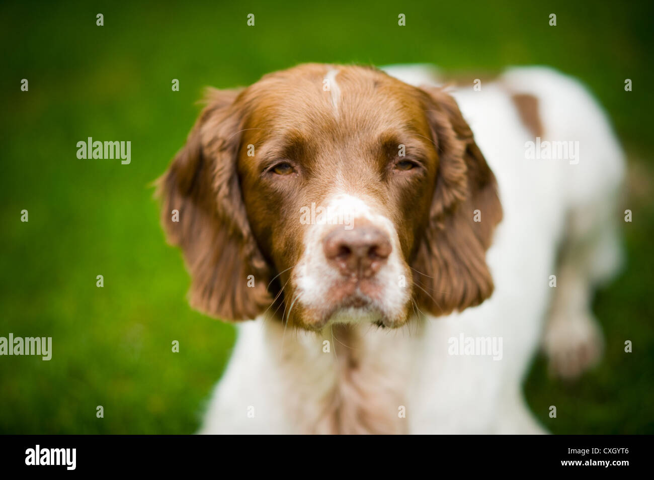 A tan (brown) and white English Springer Spaniel dog Stock Photo - Alamy