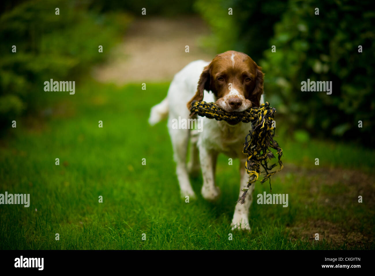 A tan (brown) and white English Springer Spaniel dog Stock Photo - Alamy