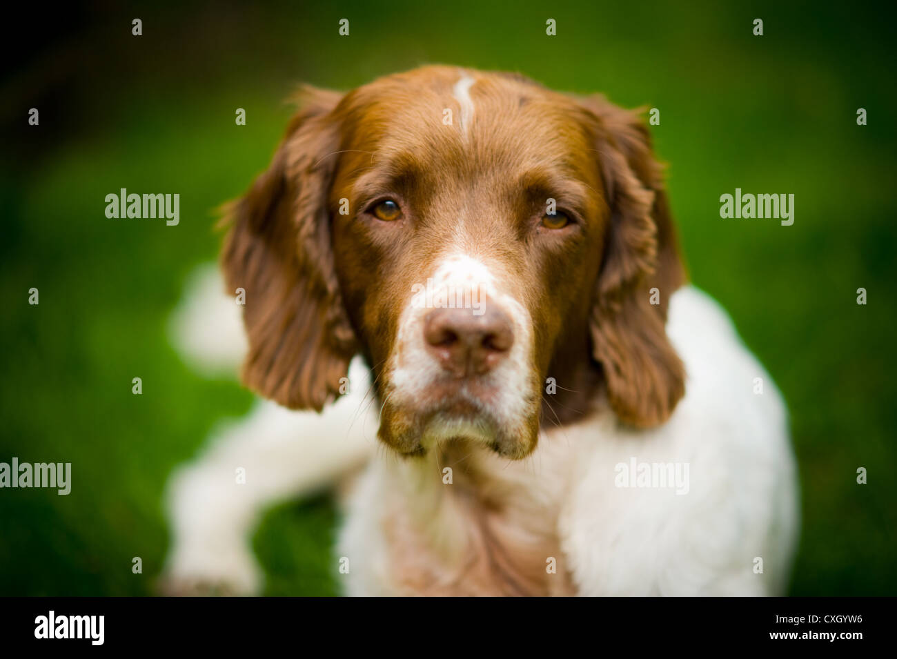 A tan (brown) and white English Springer Spaniel dog Stock Photo - Alamy