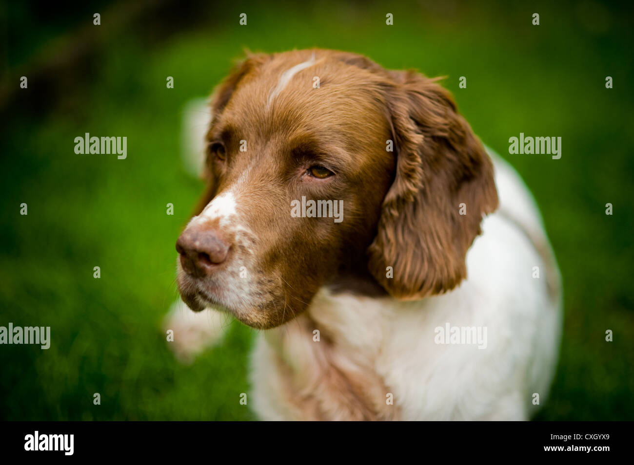 A tan (brown) and white English Springer Spaniel dog Stock Photo - Alamy