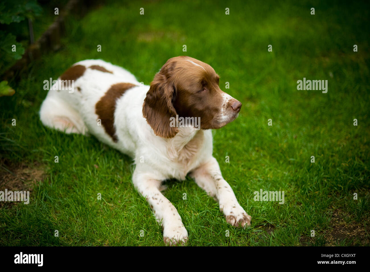 A tan (brown) and white English Springer Spaniel dog Stock Photo - Alamy