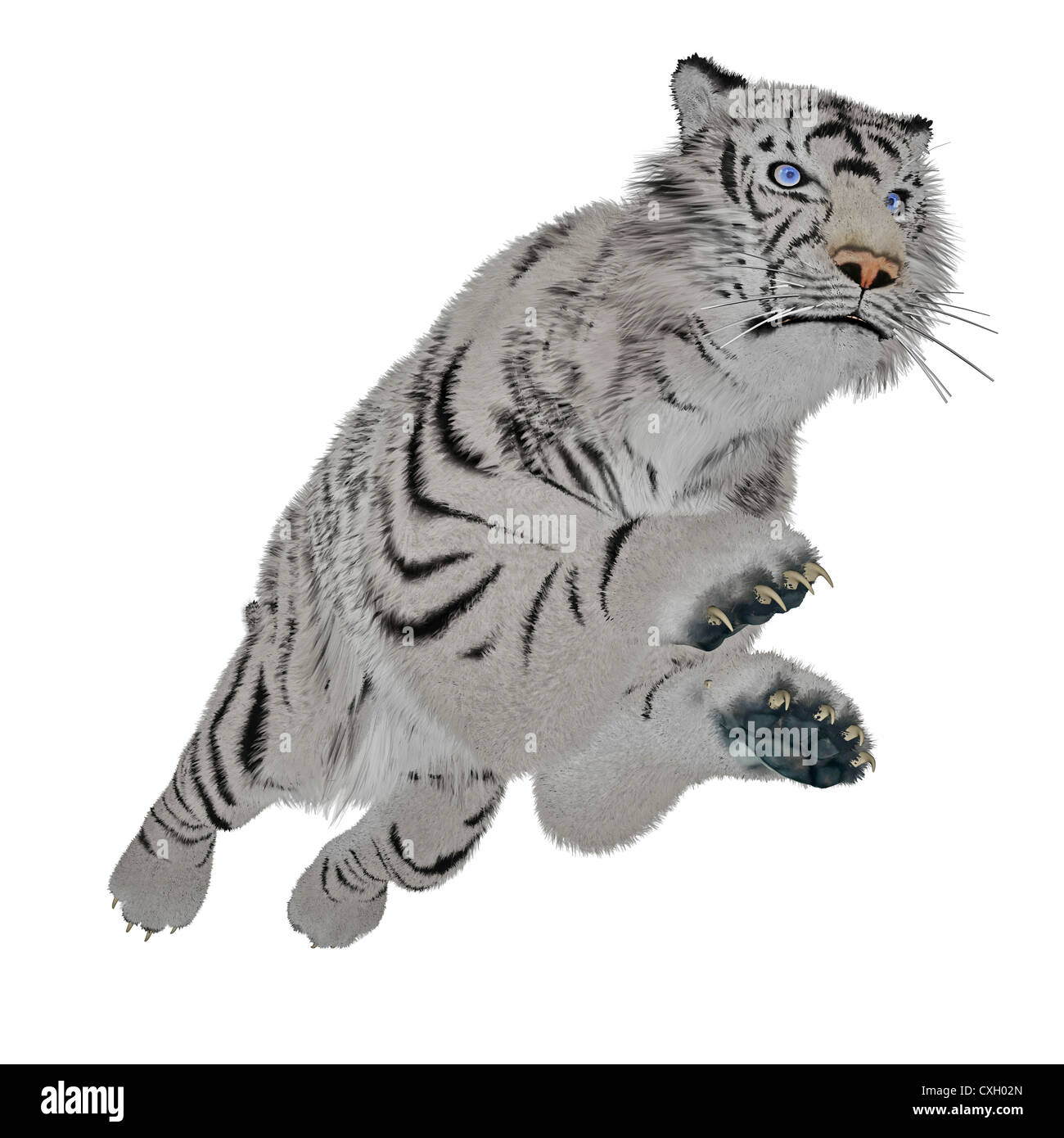 White tiger jumping in white background Stock Photo - Alamy