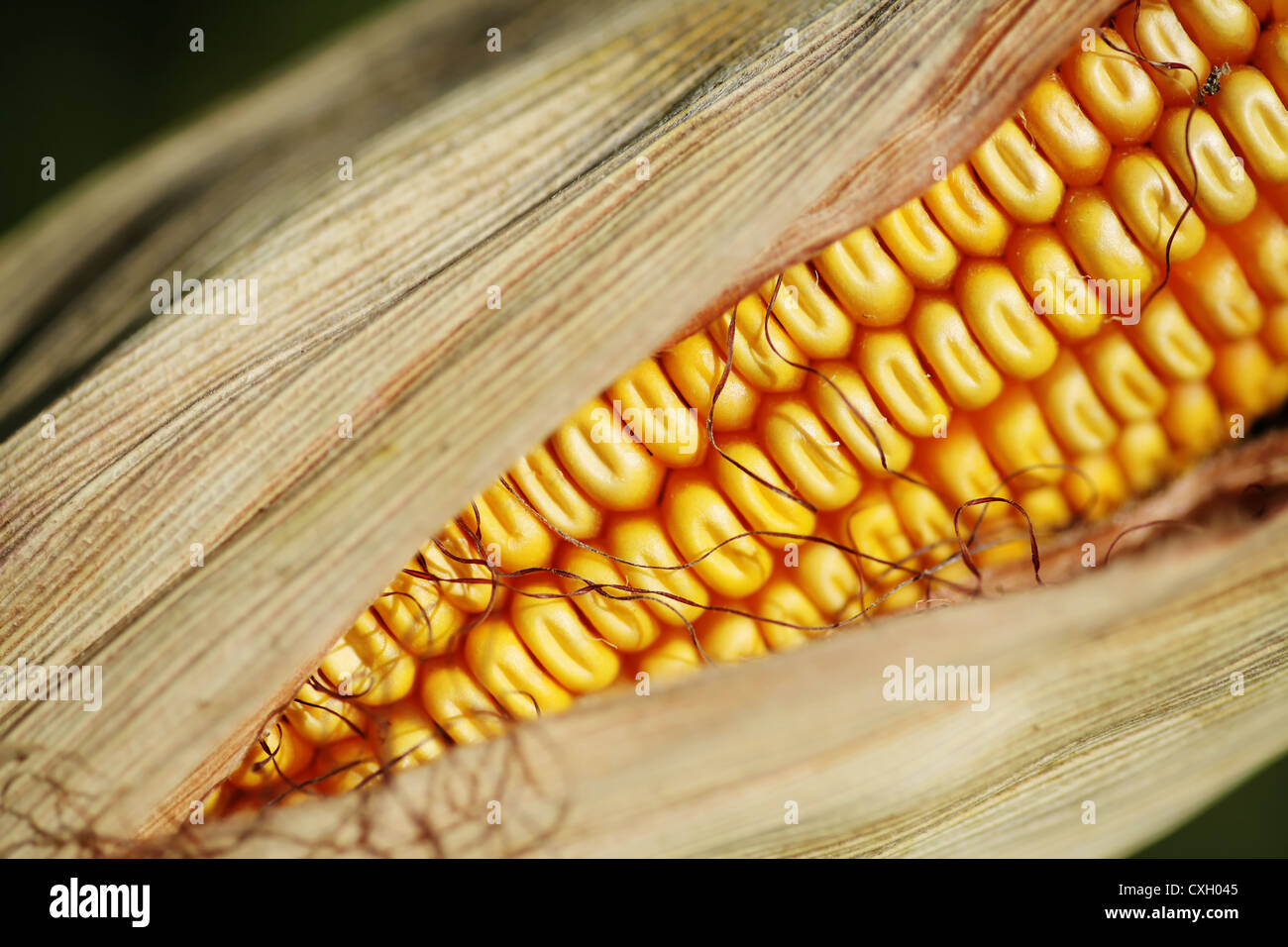 Color picture of a ear of corn Stock Photo - Alamy