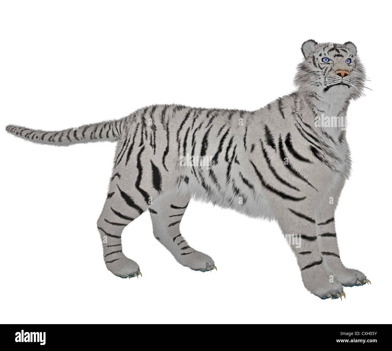 White tiger standing in alert pose in white background Stock Photo - Alamy