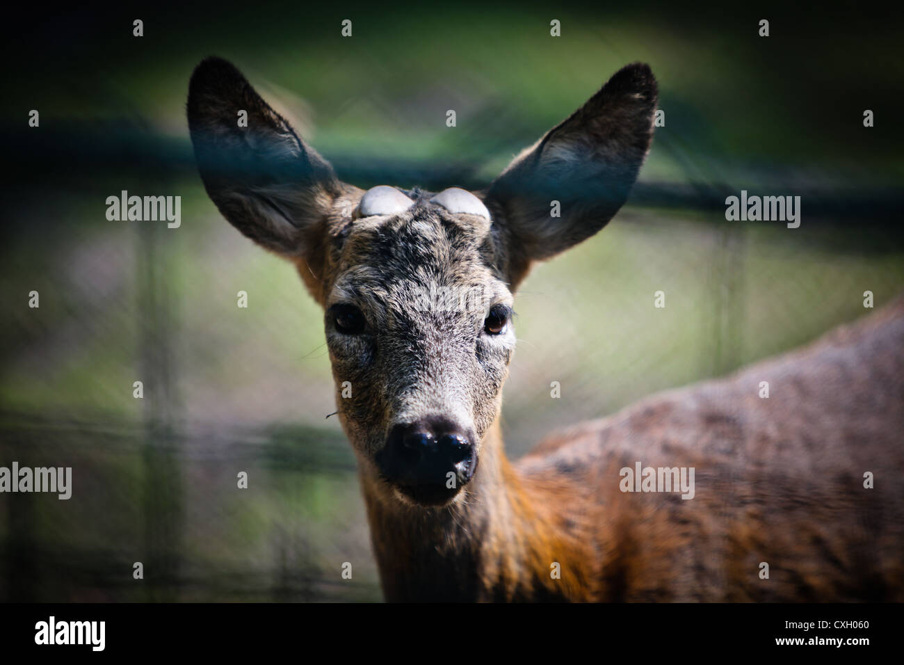 Color picture of a deer at a zoo Stock Photo - Alamy