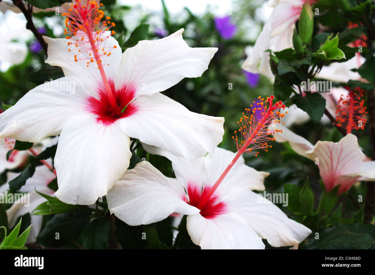 Colorful fresh flowers in garden Stock Photo - Alamy