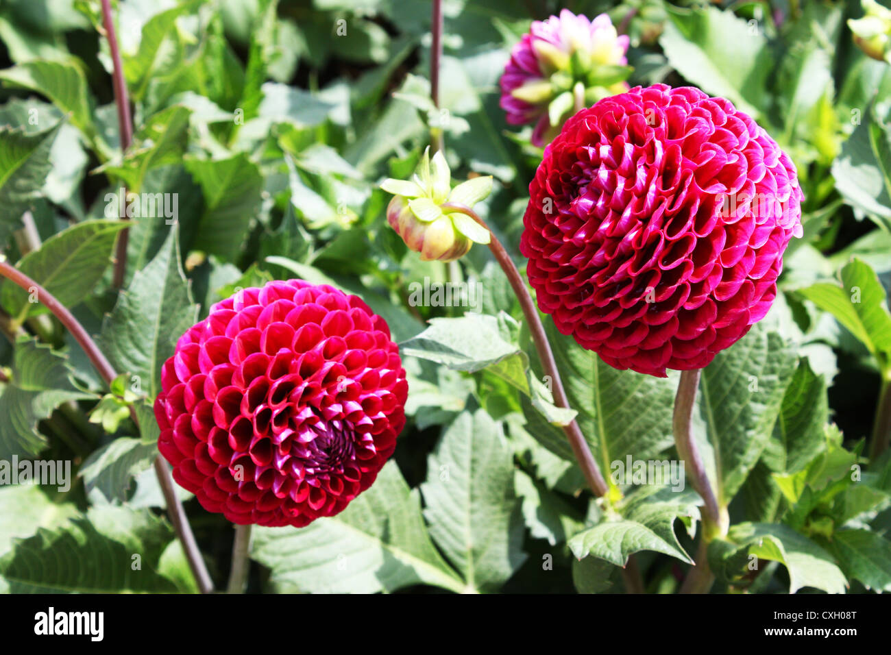 Colorful fresh flowers in garden Stock Photo - Alamy