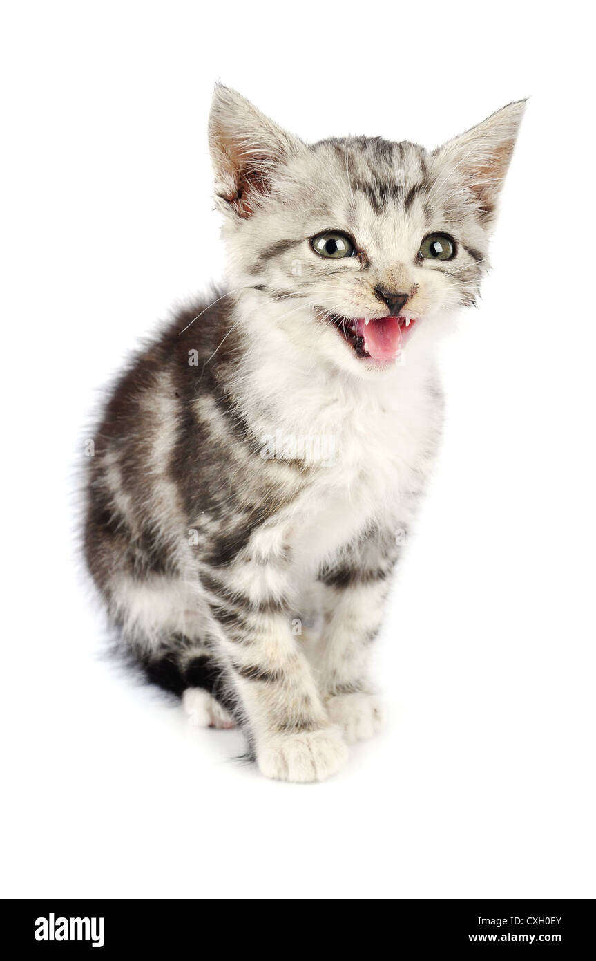 Grey Little Kitten meowing isolated on white background Stock Photo - Alamy