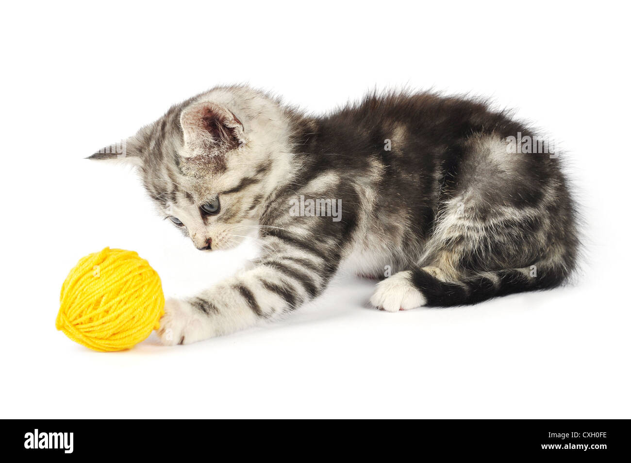 Grey kitten playing with yellow clew isolated on white background Stock ...