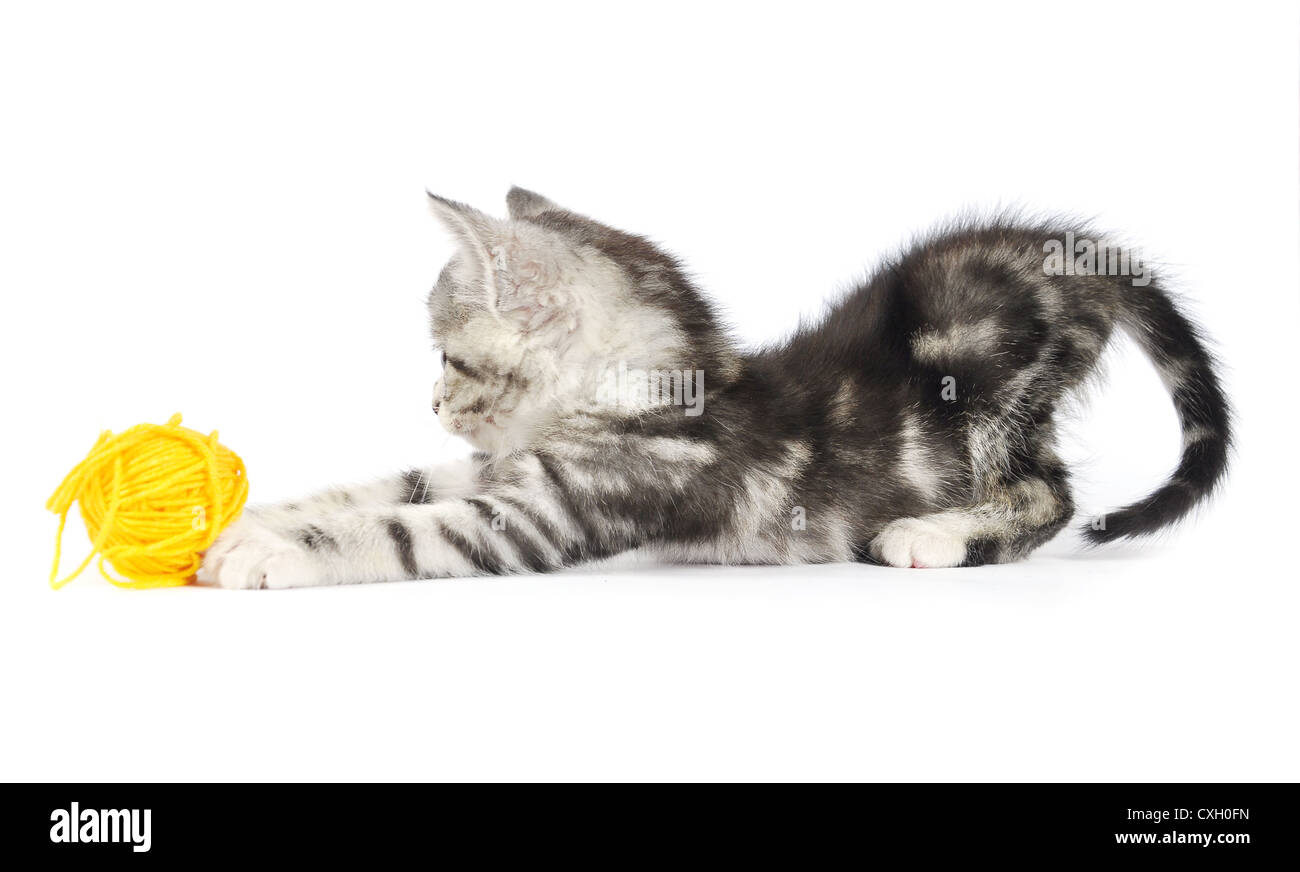 Grey kitten playing with yellow clew isolated on white background Stock ...