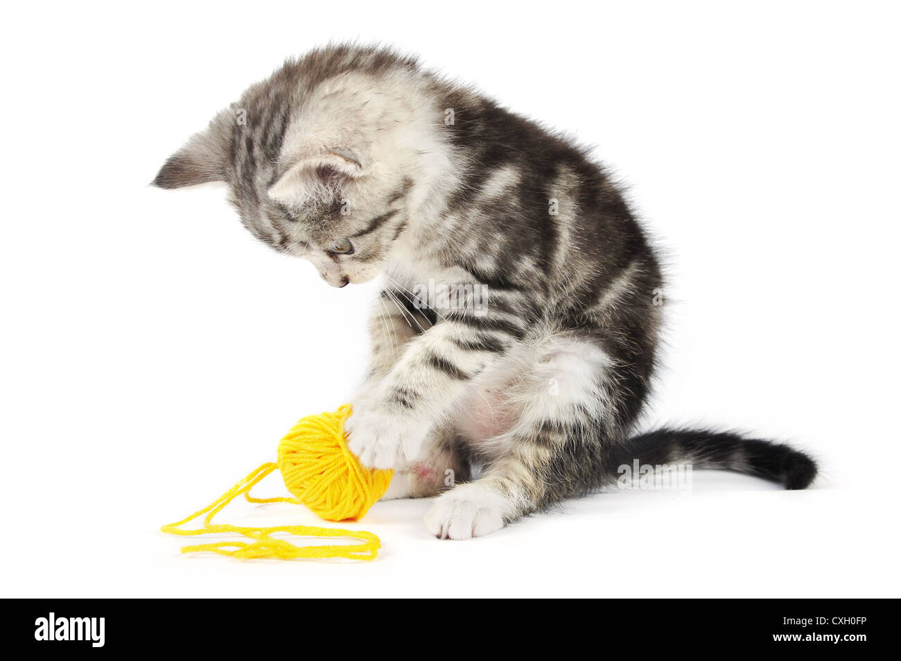 Grey kitten playing with yellow clew, isolated on white background ...