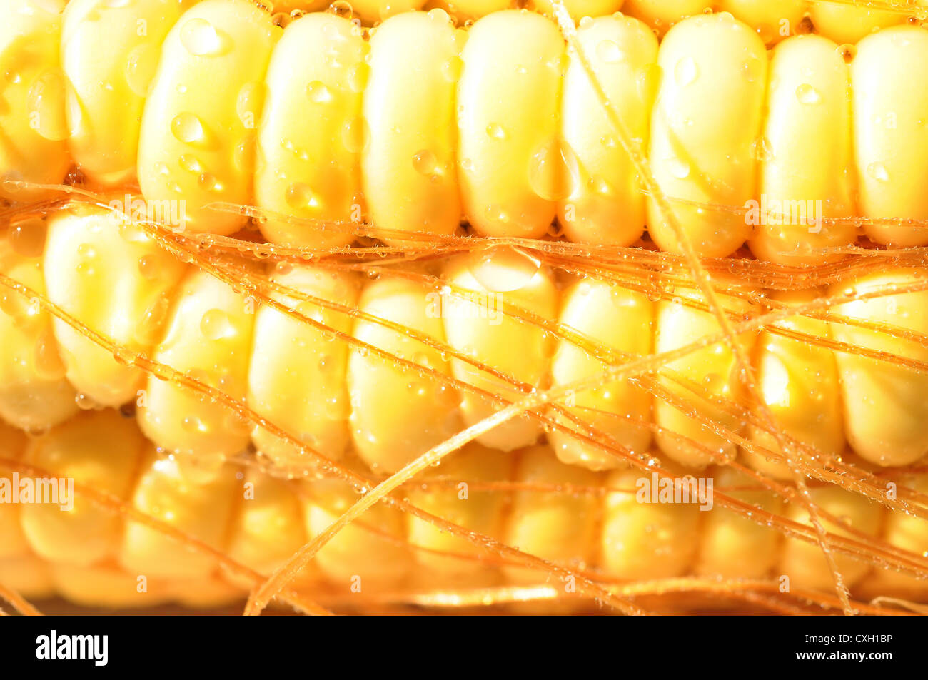food corn maize grain yellow ingredient sweet farm harvest vegetable ...