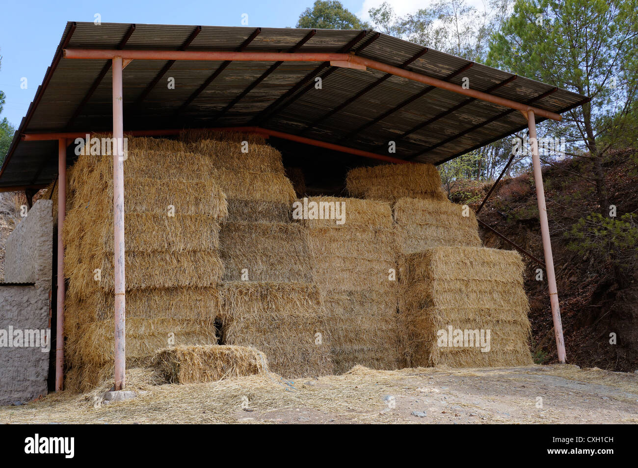 Historical antique ranch old wooden barn full of old straw cut baled ...