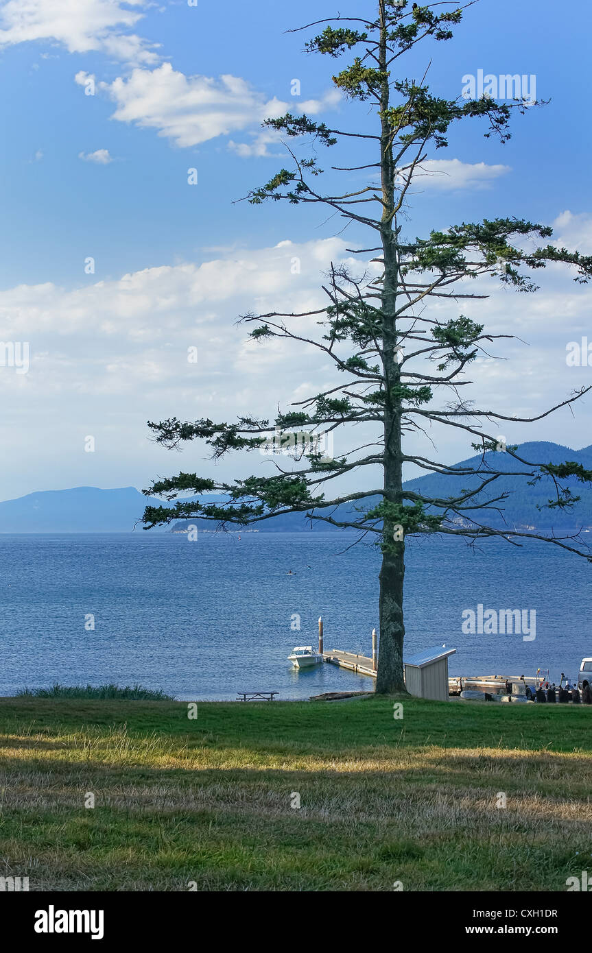Park with a Boat Launch and a Tall Pine Tree and Puget Sound with the ...