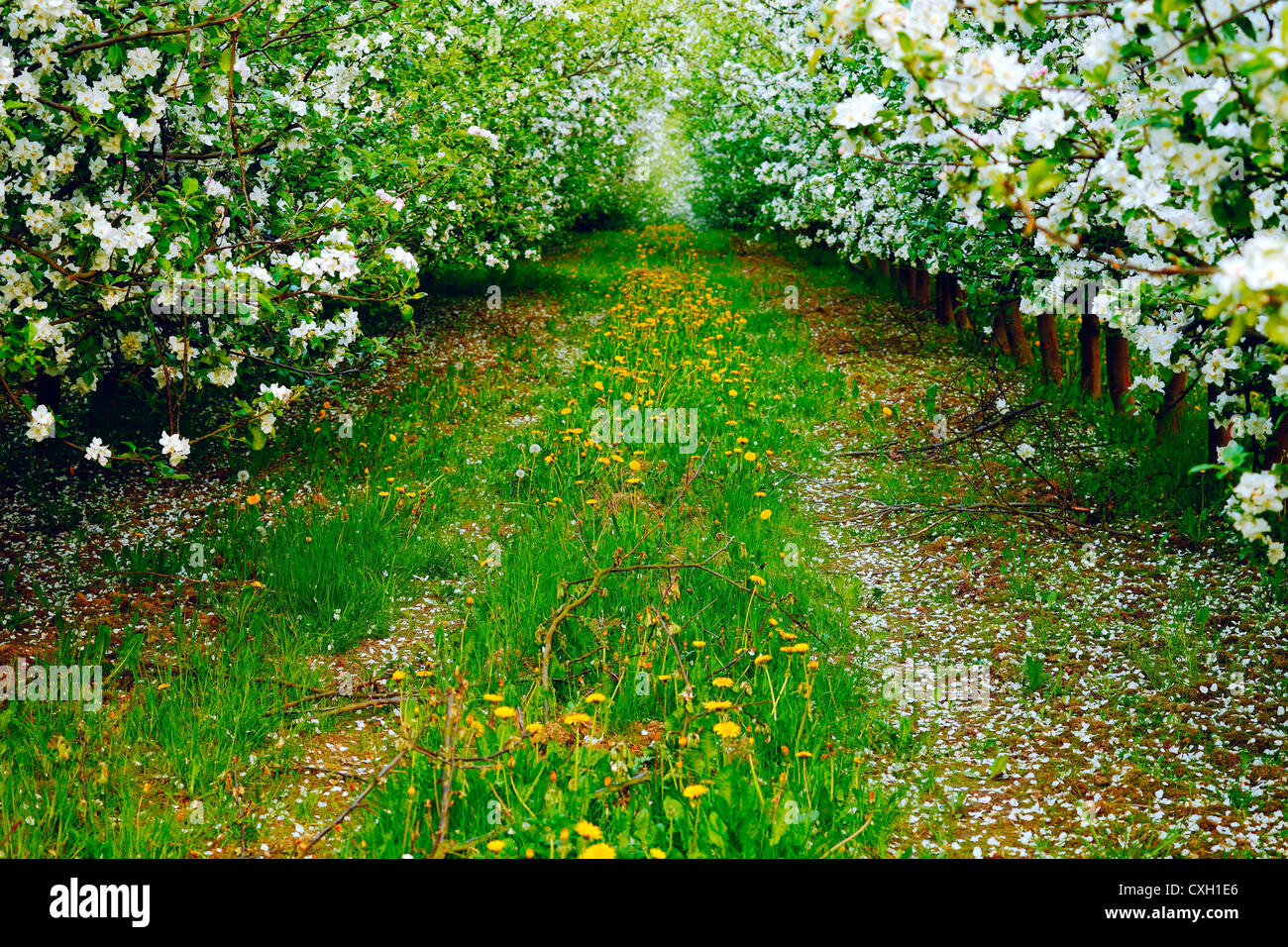 Flower orchard row hi-res stock photography and images - Alamy