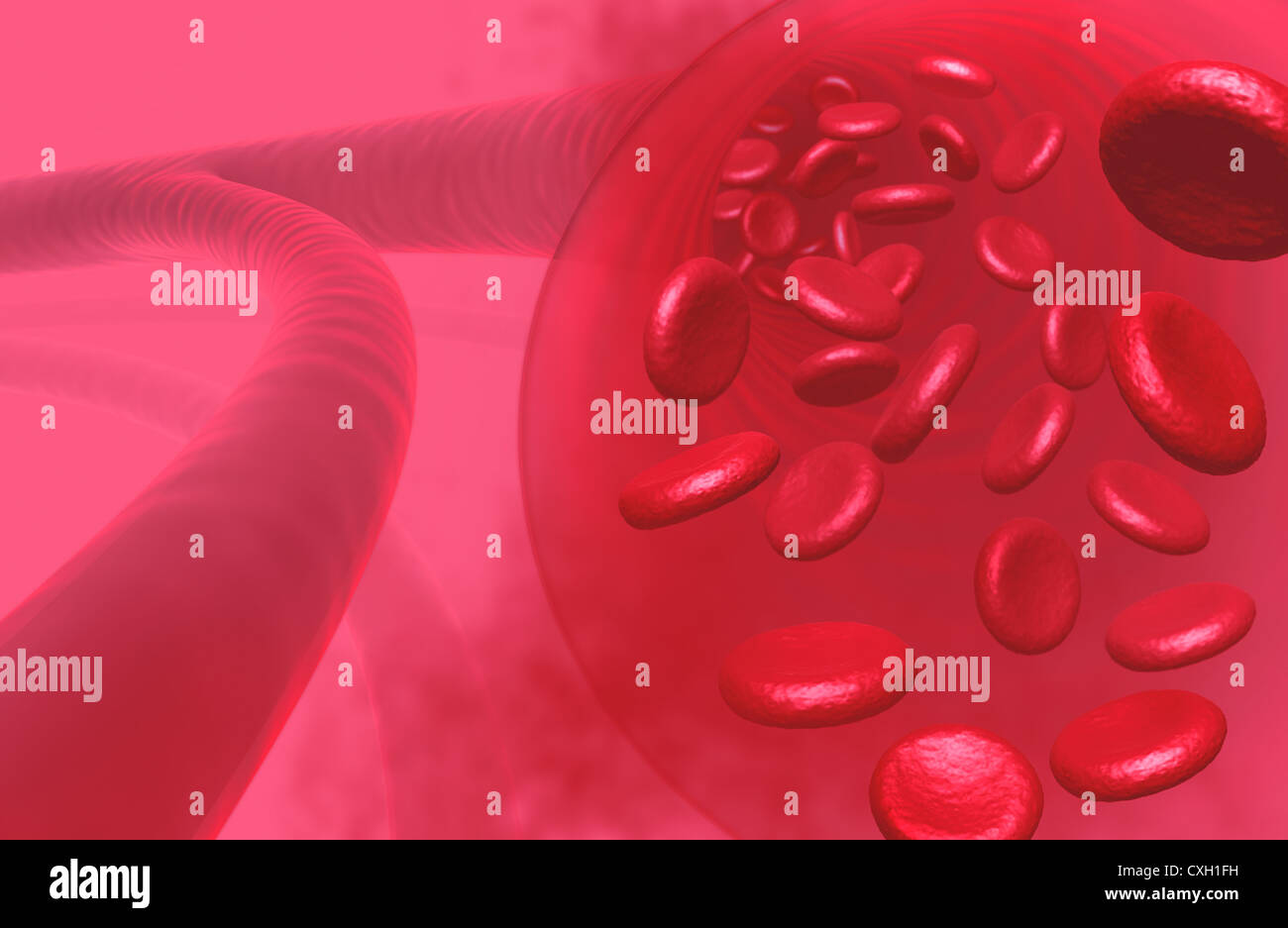 Concept of blood cells on microscope magnified Stock Photo - Alamy