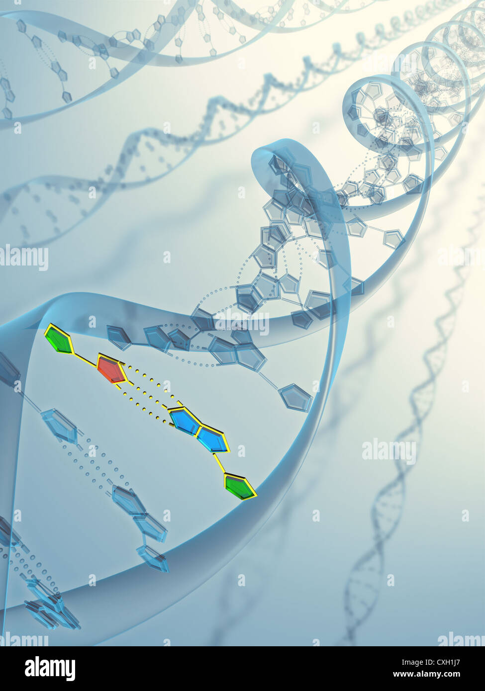 Long structure of the DNA double helix Stock Photo - Alamy