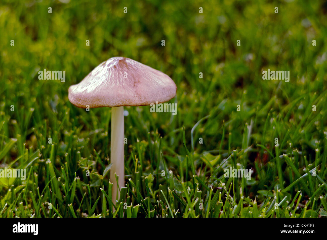 Toadstool lawn hi-res stock photography and images - Alamy