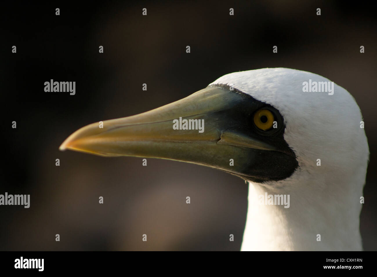 Masked Booby face Sula dactylatra, at Abrolhos islands, South Bahia ...