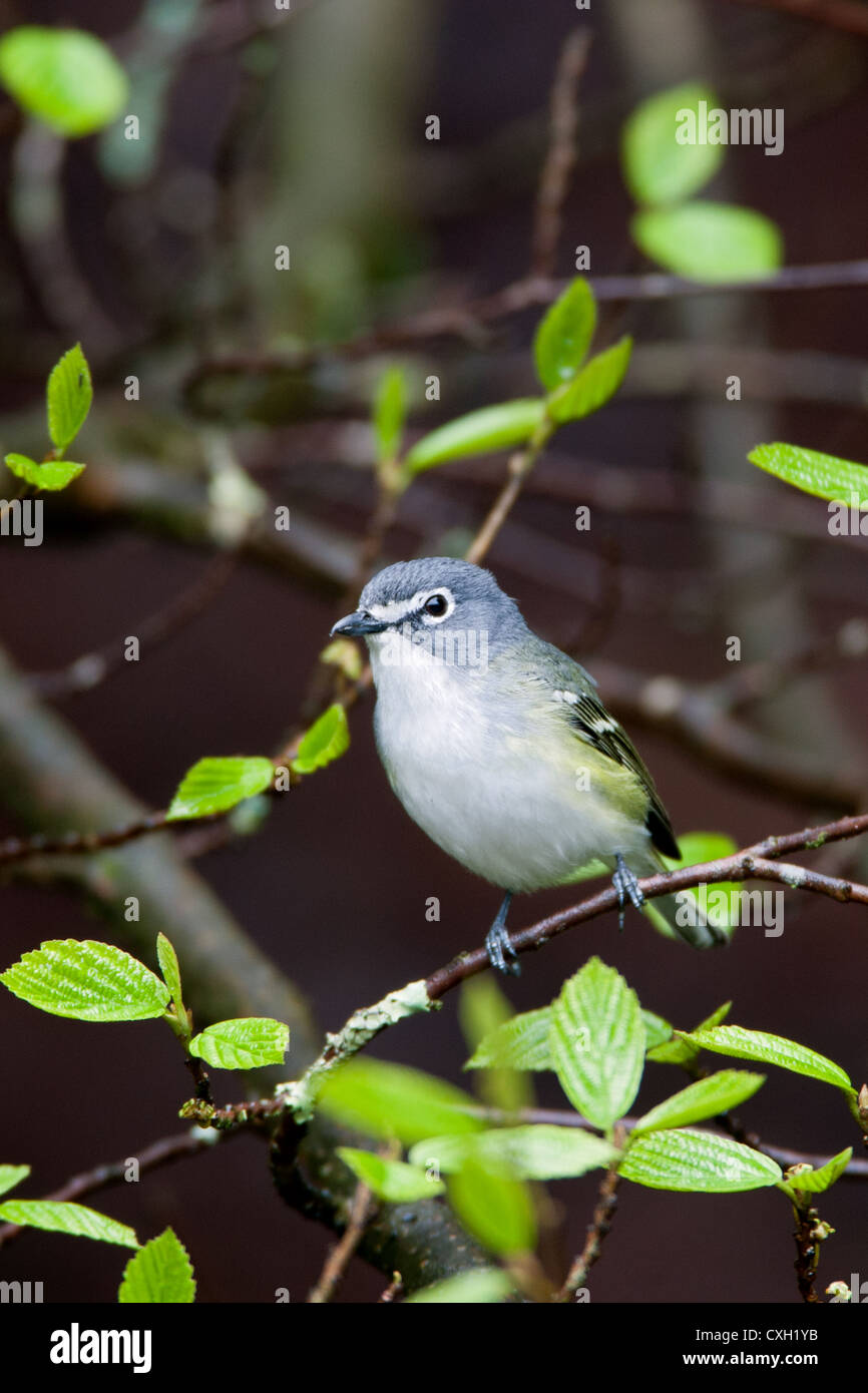 Blue-headed Vireo vireos bird birds songbird songbirds perching in tree ...