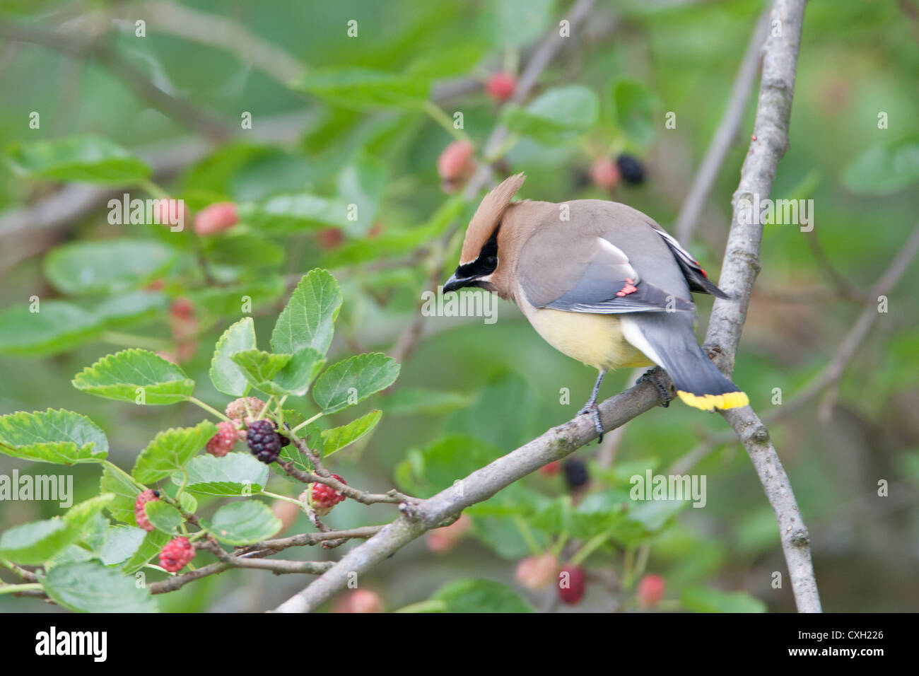 Cedar Waxwing bird songbird perching in Mulberry Tree Stock Photo - Alamy