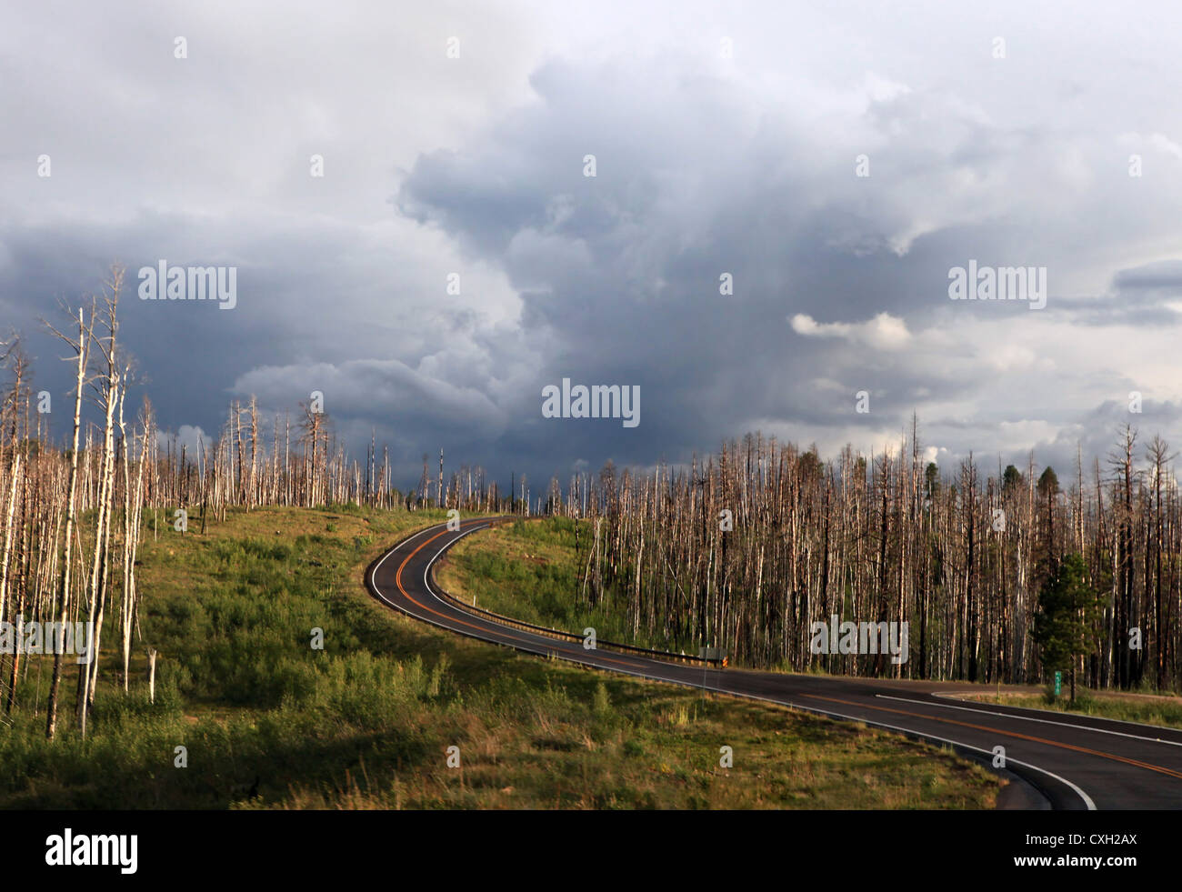 Regrowing after a fire hi-res stock photography and images - Alamy