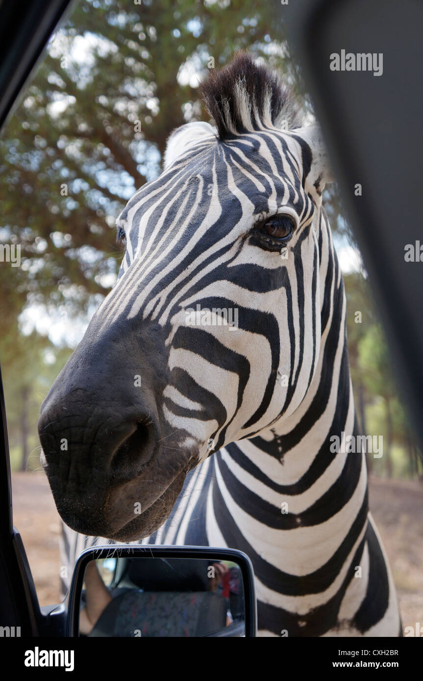 close up look portrait inside a car of a zebra at La Reserva Sevilla El ...