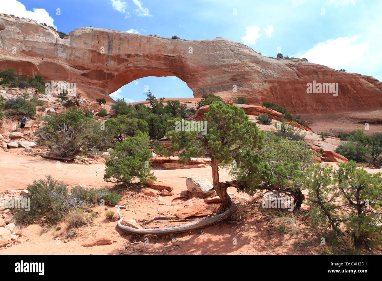 Wilson arch, a huge natural sandstone arch in Moab, Utah, US Stock ...