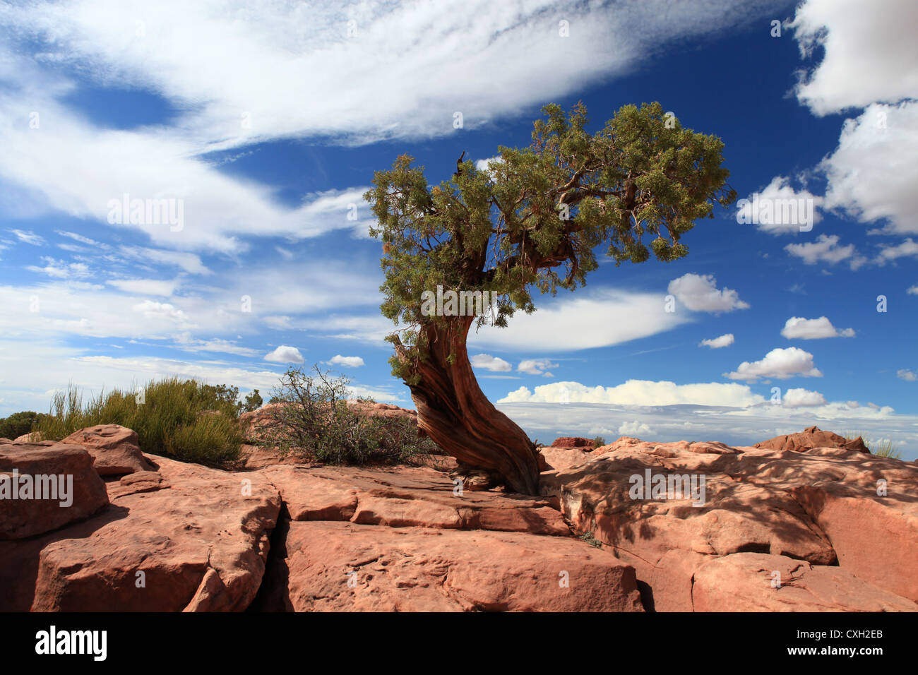Pinyon pine tree hi-res stock photography and images - Alamy