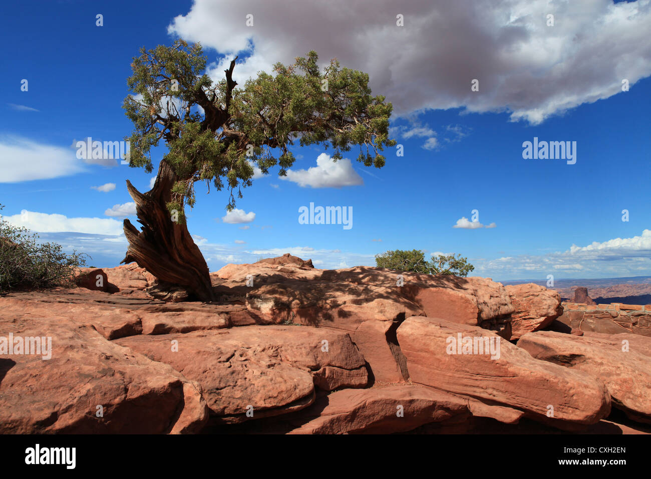 Pinyon pine tree hi-res stock photography and images - Alamy