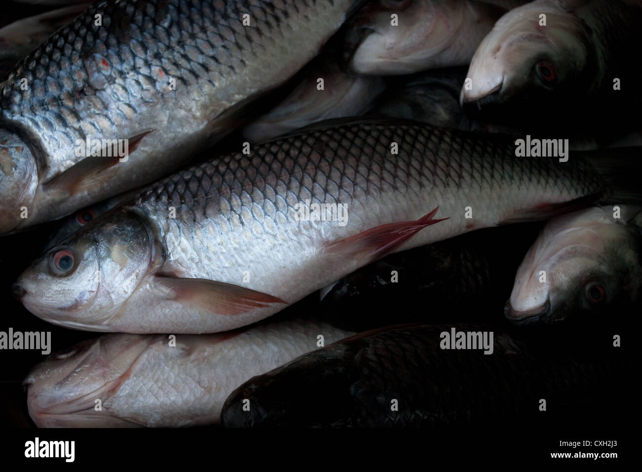 Fish for sale at a local outdoor market in Yangon, Burma Myanmar Stock ...