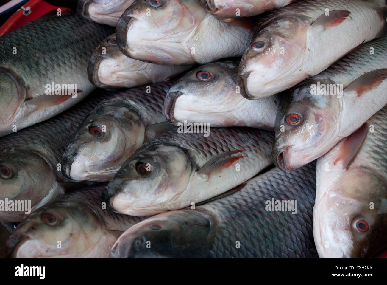 Fish for sale at a local outdoor market in Yangon, Burma Myanmar Stock ...