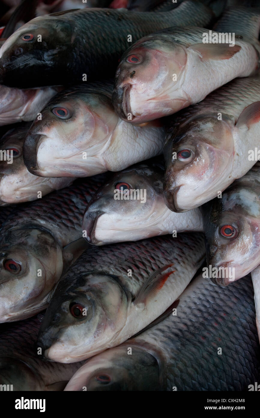 Fish for sale at a local outdoor market in Yangon, Burma Myanmar Stock ...