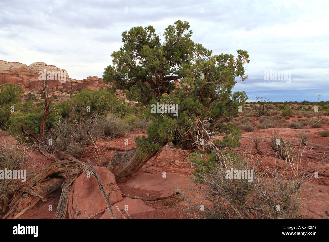 Crooked lonely Pinyon pine tree in Canyonlands national park, Utah, US ...