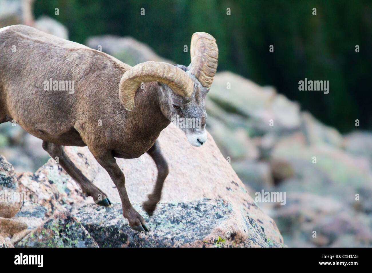 A bighorn sheep hops on a rock on a steep cliff in the tundra area of ...