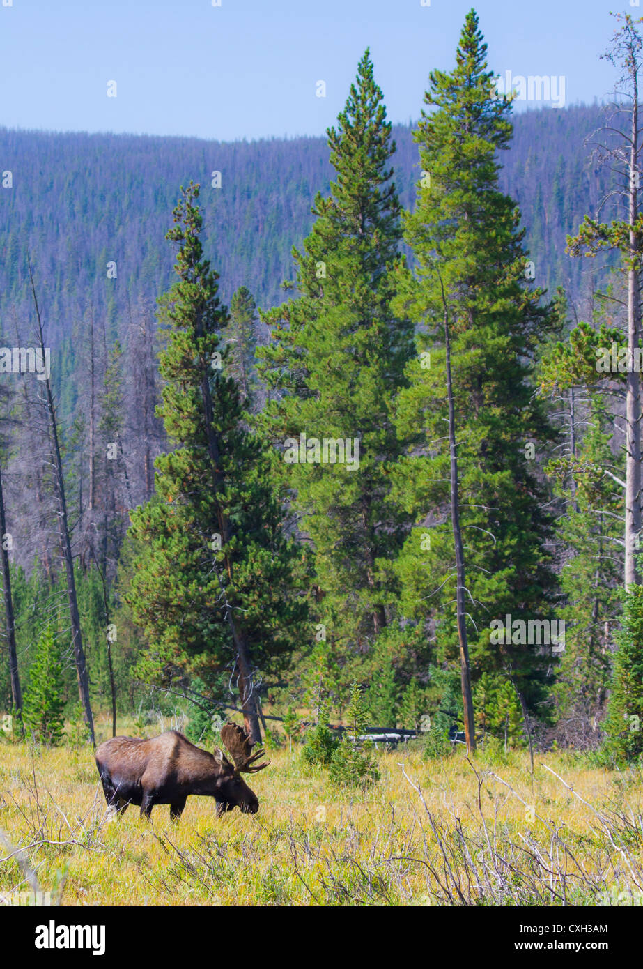 Moose front hi-res stock photography and images - Alamy