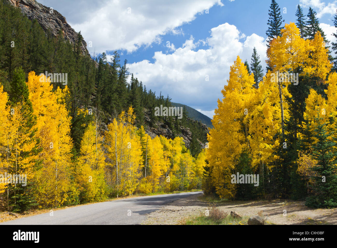 Aspen Tree Fall Foliage Colorado High Resolution Stock Photography and ...