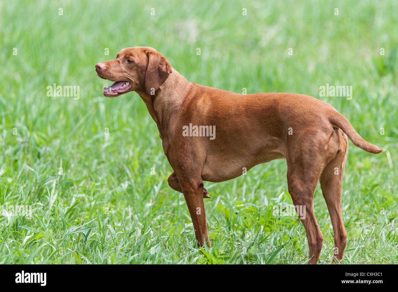 A happy looking Vizsla dog (Hungarian pointer) stands in a green field ...