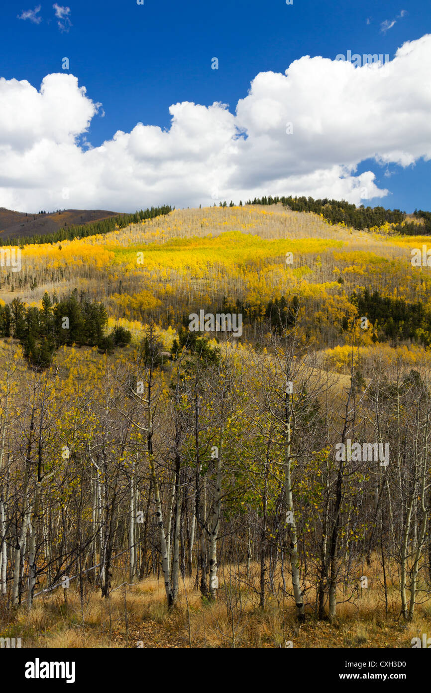 Golden aspens forest hi-res stock photography and images - Alamy
