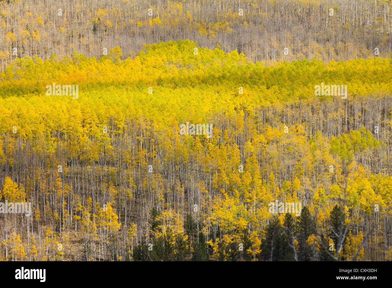 Fall foliage aspens colorado hi-res stock photography and images - Alamy