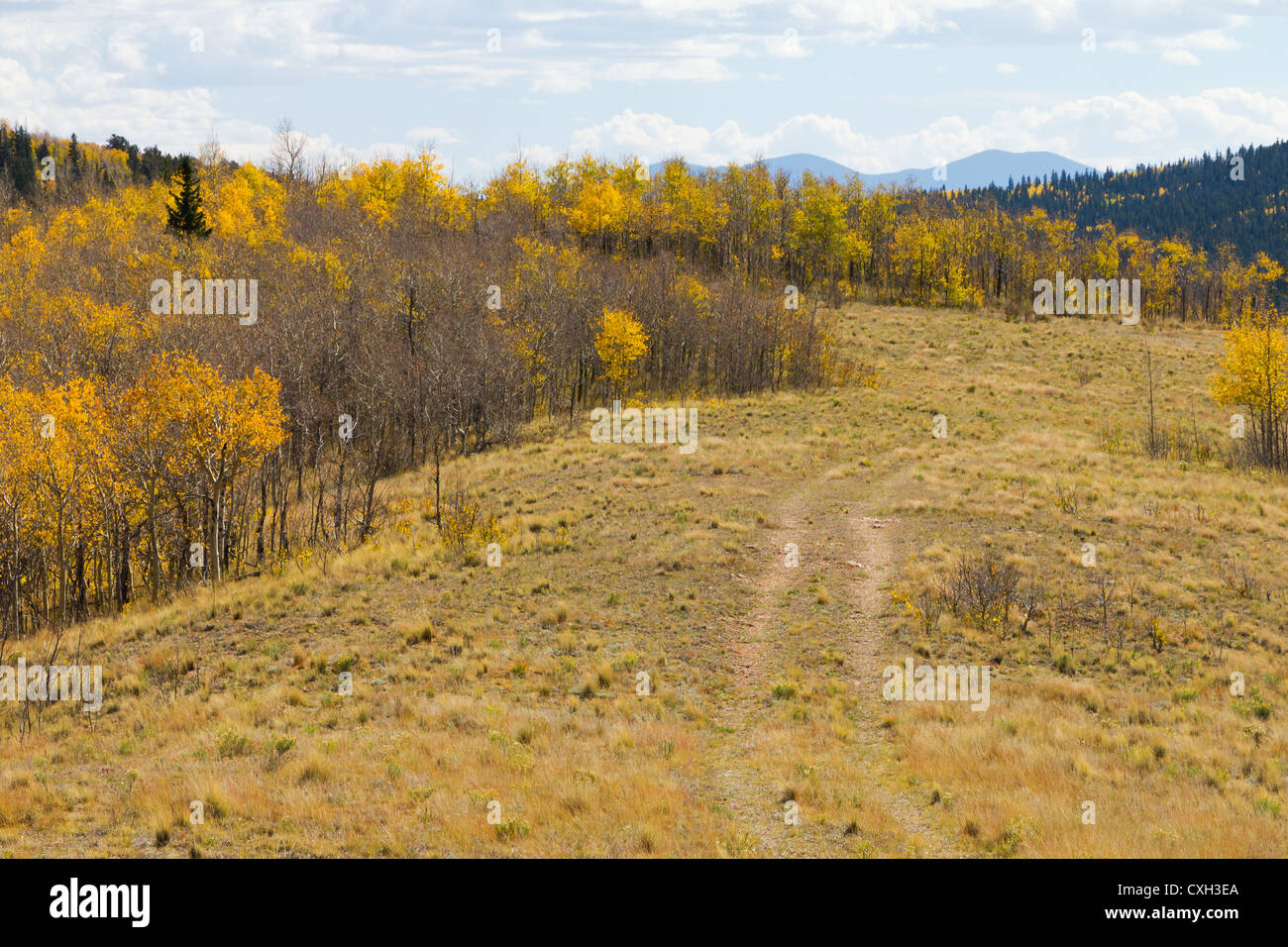 Forest colorado hi-res stock photography and images - Alamy