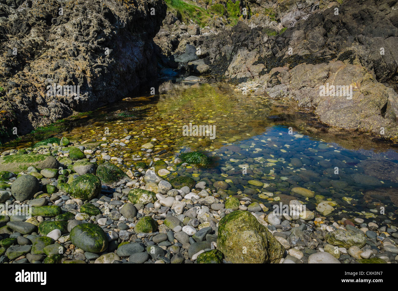 Beach rocks covered in green algae seaweed Stock Photo - Alamy