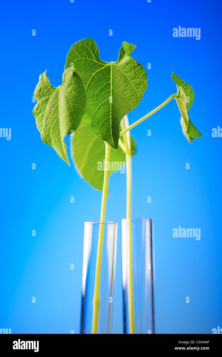 plant in test tube Stock Photo - Alamy