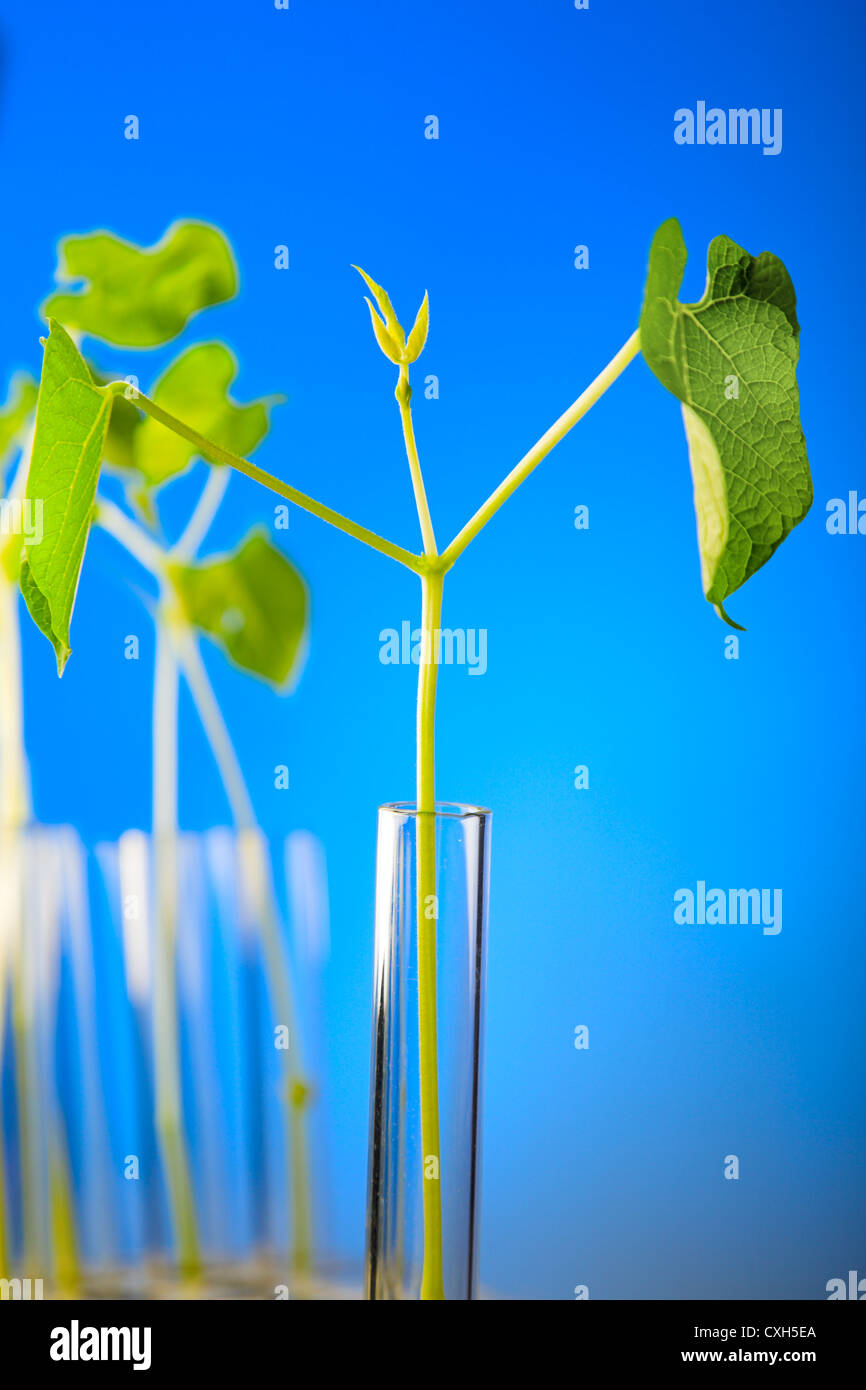 Germination test hi-res stock photography and images - Alamy